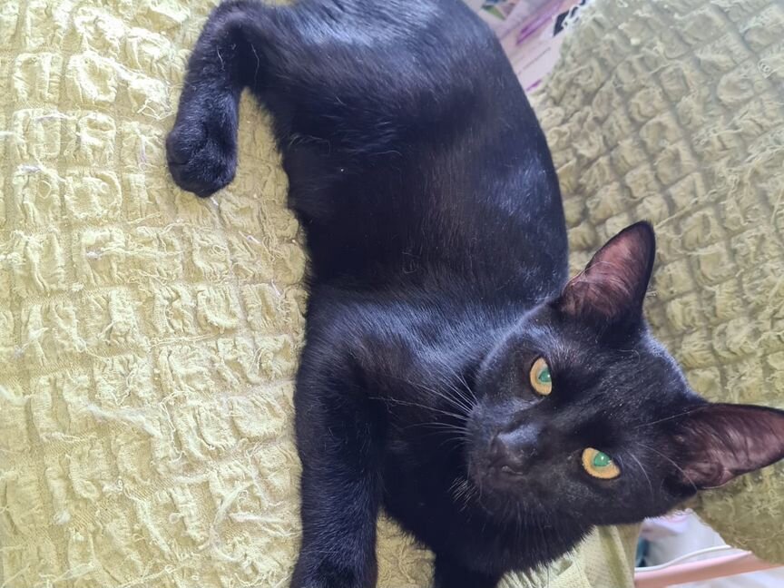 Котенок Рет, мальчик пол годика