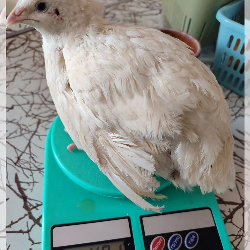 Яйца перепелиные на инкубацию