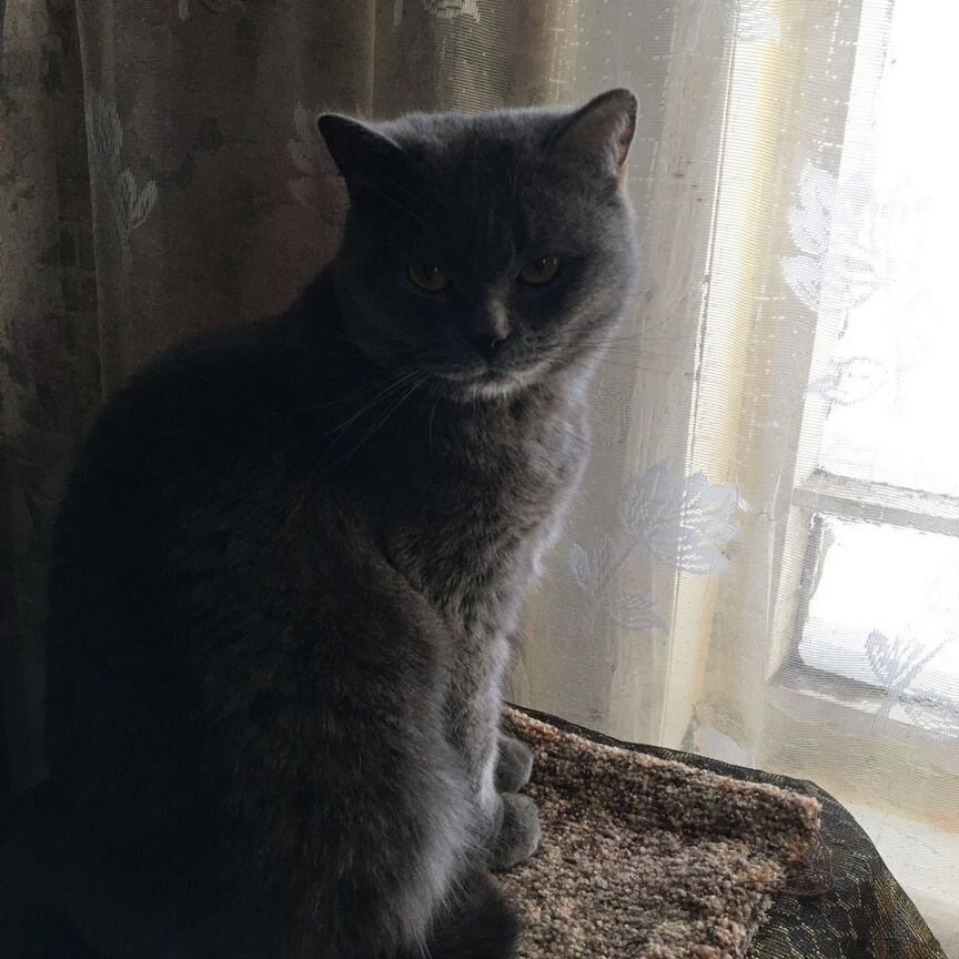 Кошки и кот в добрые руки