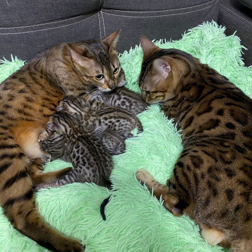 Бенгальские котята