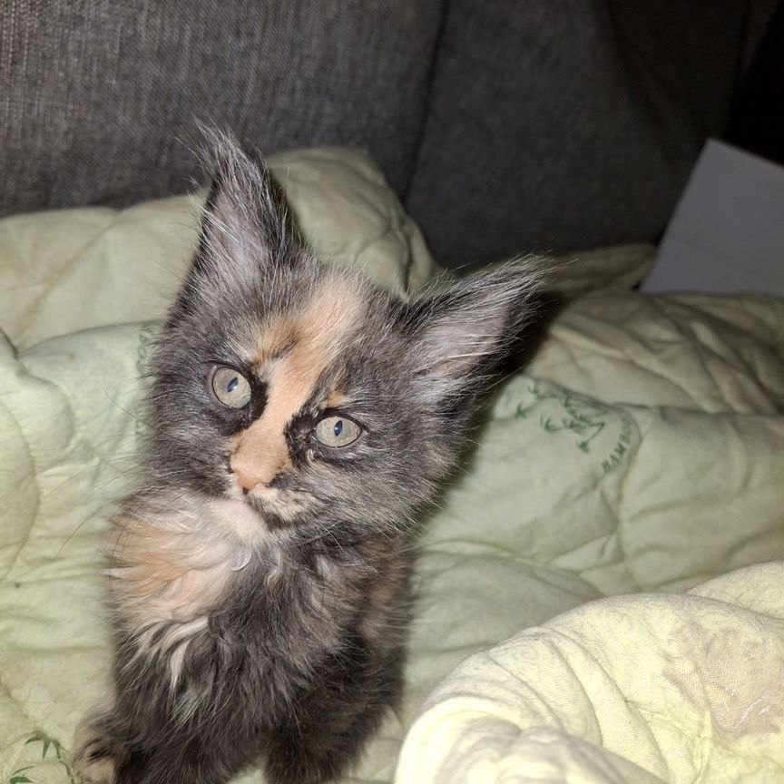 Котёнок от частного владельца