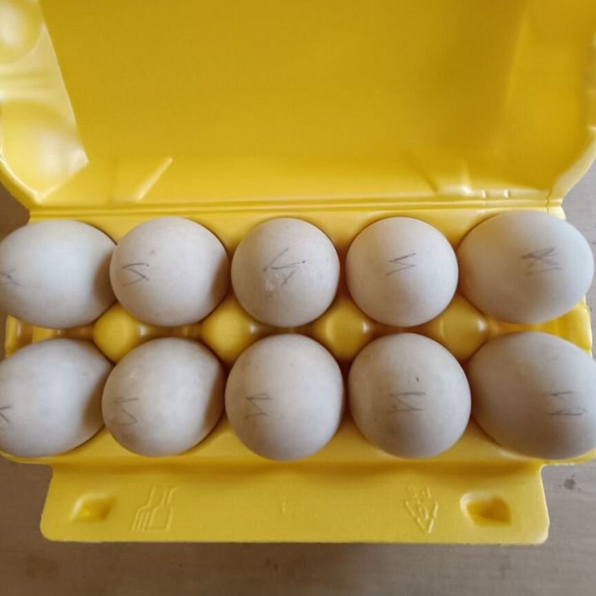 Инкубационное яйцо индоутка белая тяжёлая