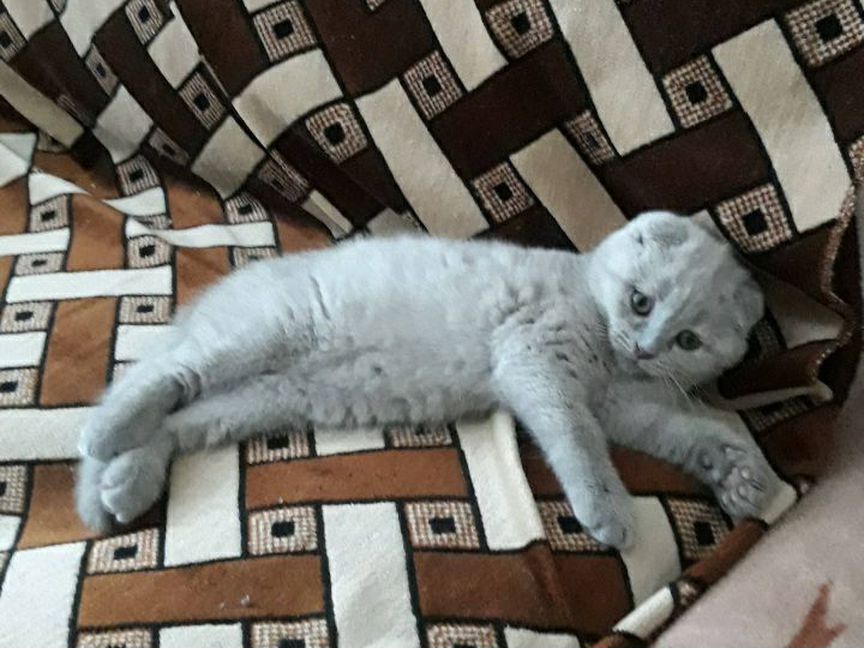 Шотланская кошечка