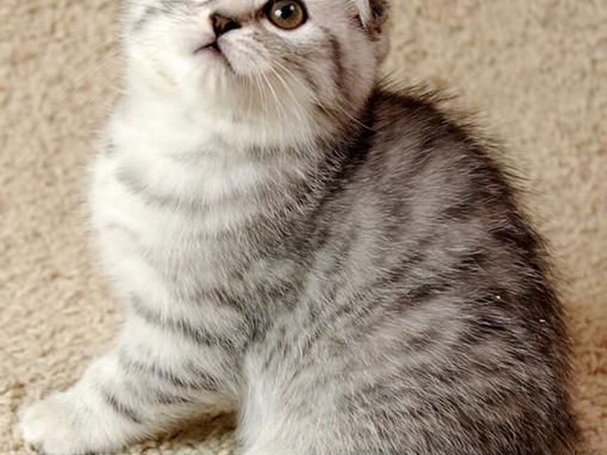 Необыкновенная серебристая лапушка