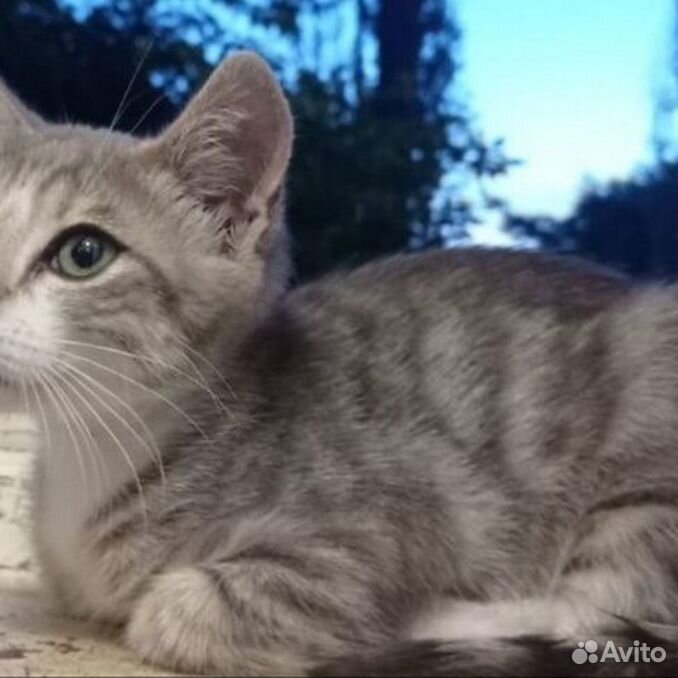 Котята ясельной группы