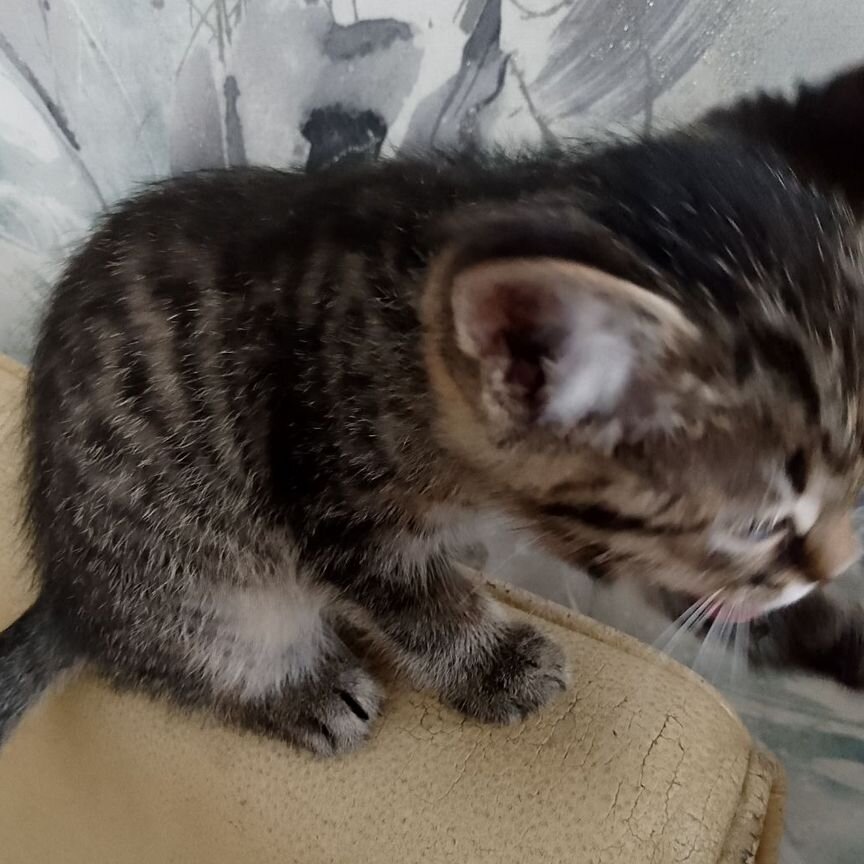 Котенок кот в добрые руки смесь