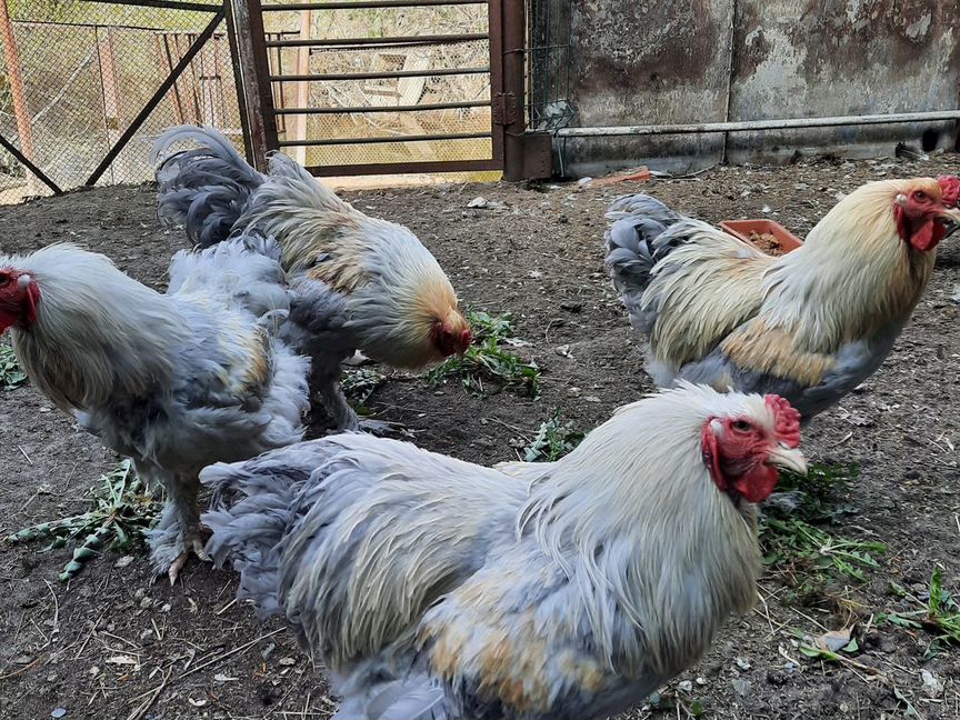 Породная птица