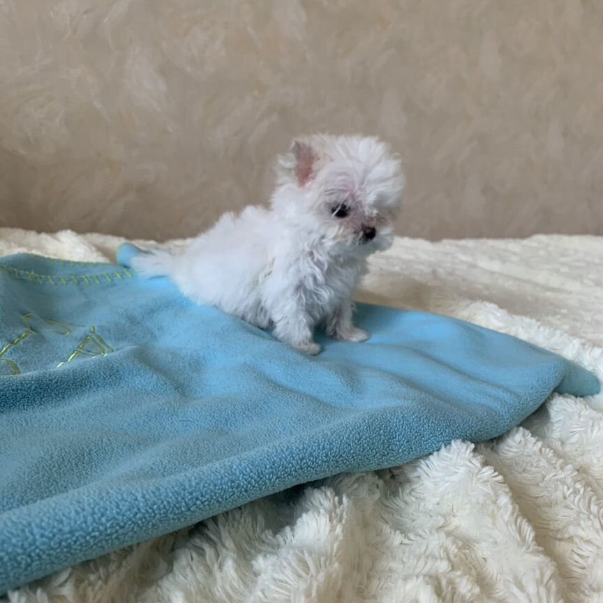 Мальтийская болонка micro
