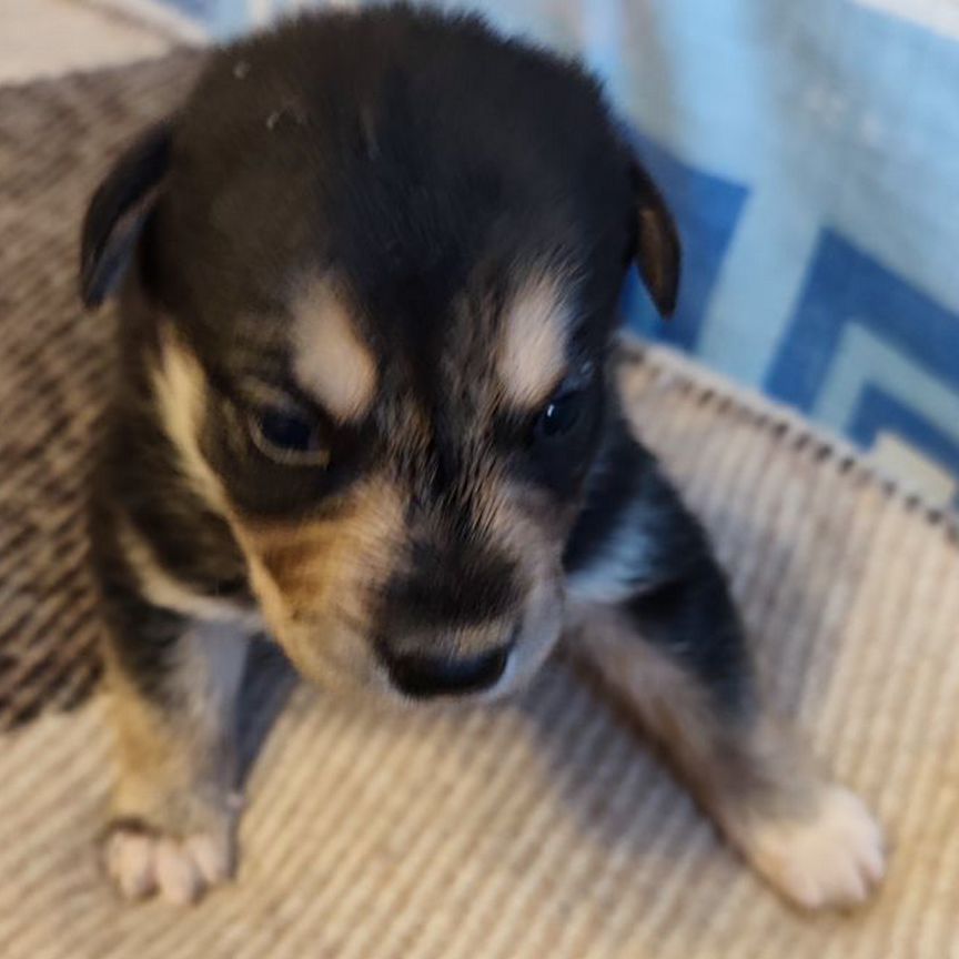 Лайка, щенок