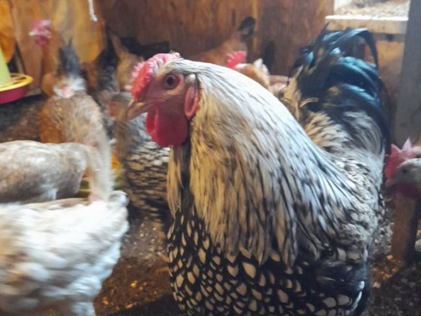 Петух Виандот