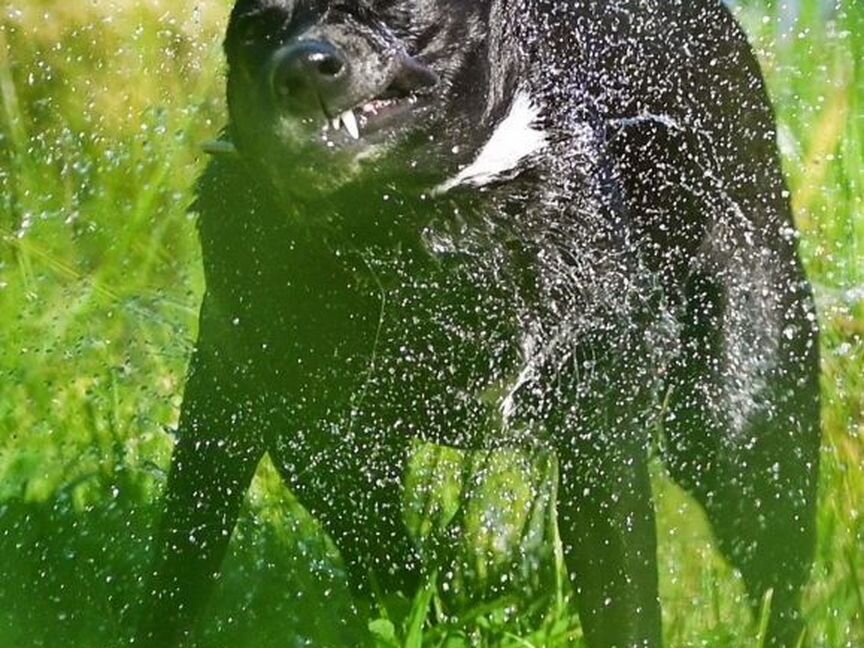 Заберите чупакабру, сил нет