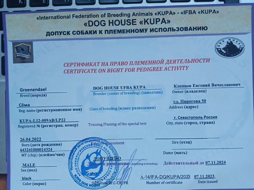 Бельгийская овчарка. Грюнендаль. Вязка. Крым