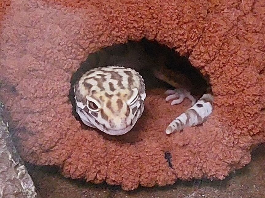 Вязаное укрытие для рептилий