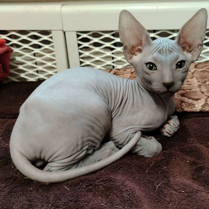 Котята донского сфинкса с документами