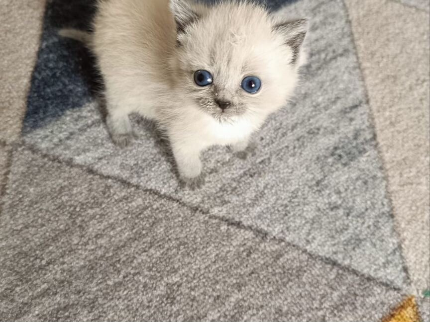 Котенок в добрые руки