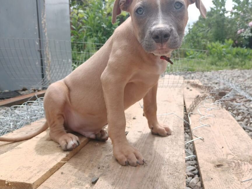 Ам.булли щенок