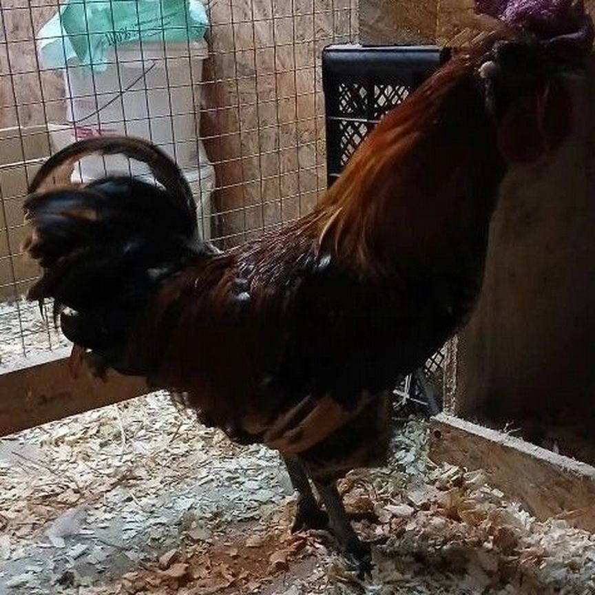 Петух молодой домашний