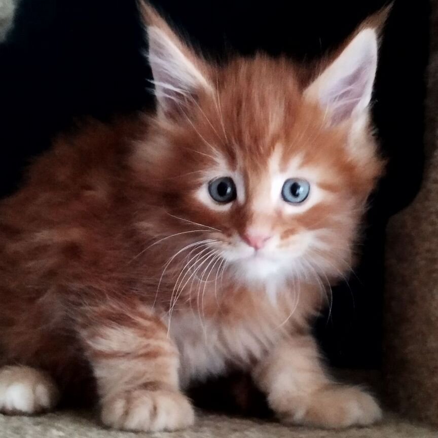 Котята мейн-кун