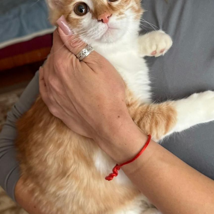 Кот