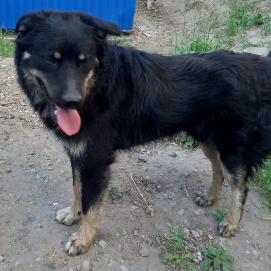 Взрослый пёс в добрые руки