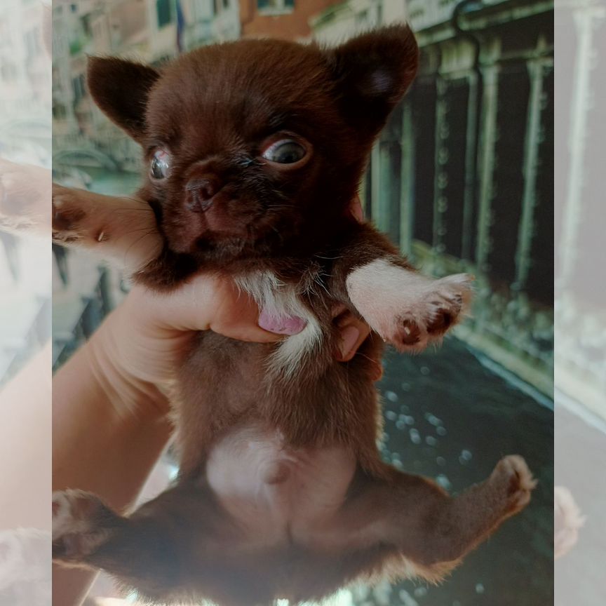 Щенок чихуахуа шоколад лиловый мальчик