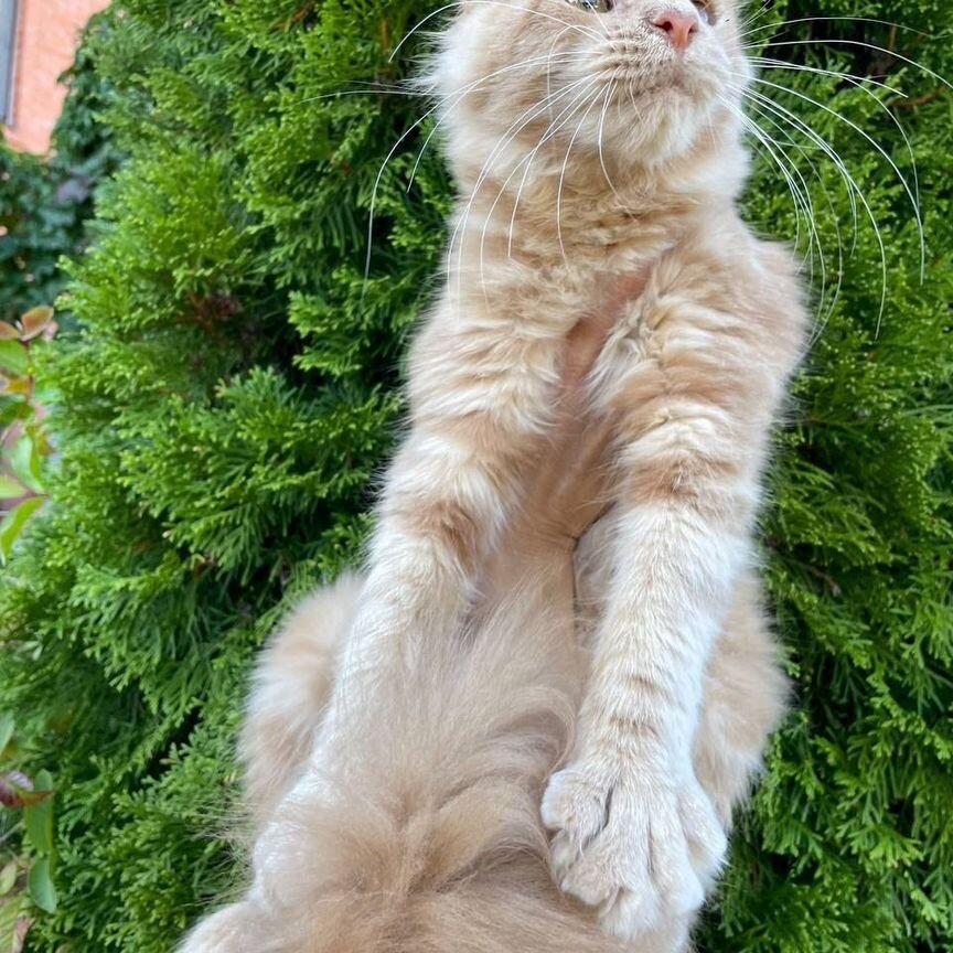 Красавица Мейн-кун