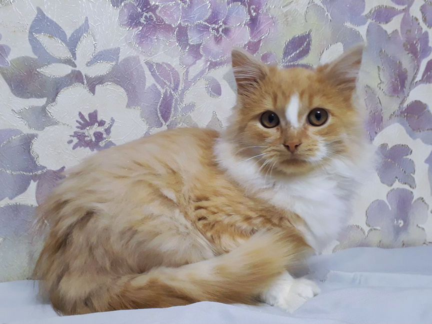 Кот Рыжушка в добрые руки 3,5 мес