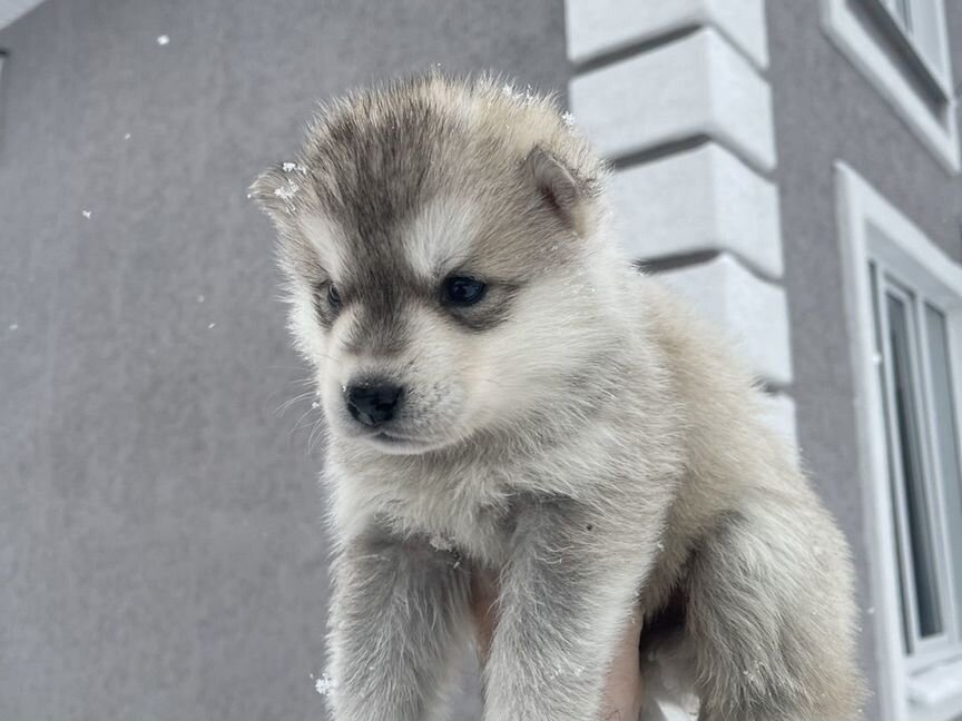 Щенки хаски