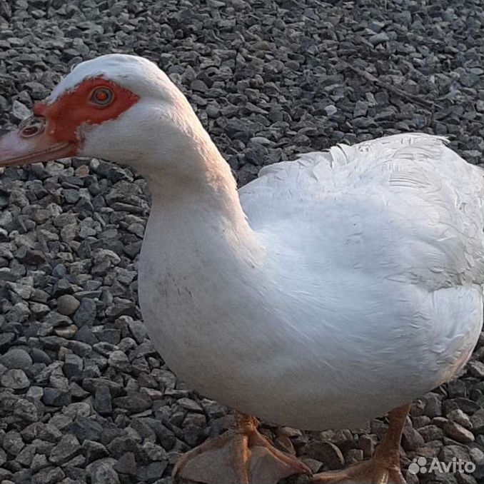 Домашняя птица утята