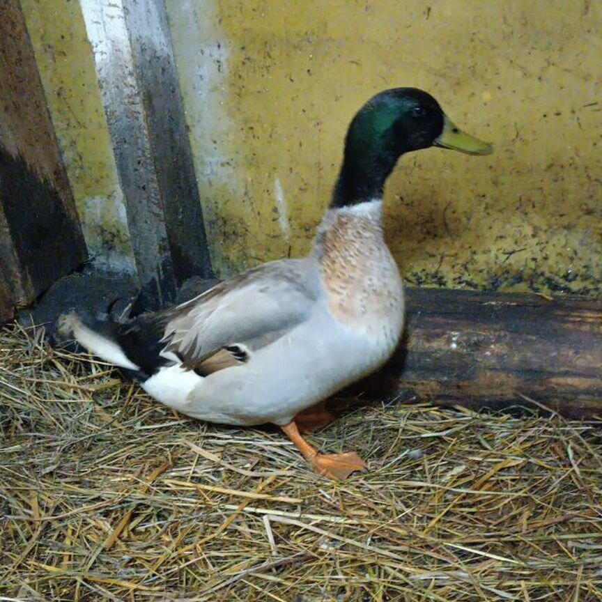 Селезень утка кряква северная