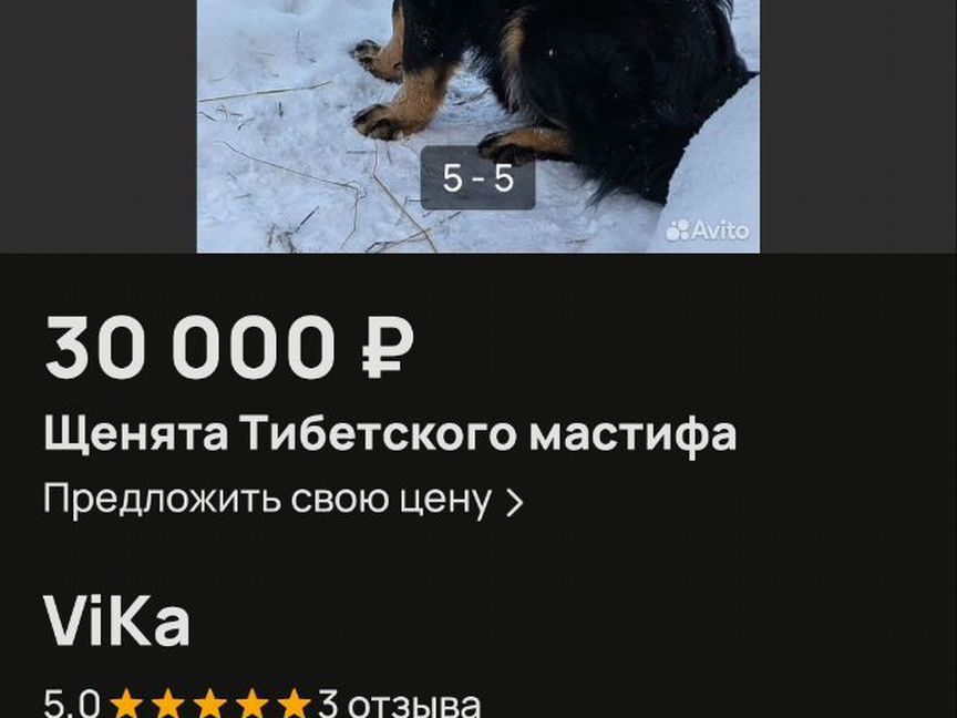 Тибетский мастиф