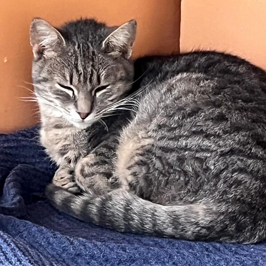 Взрослый кот в добрые руки