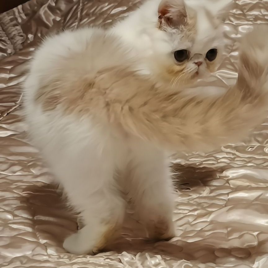 Экзотический короткошёрстный котёнок