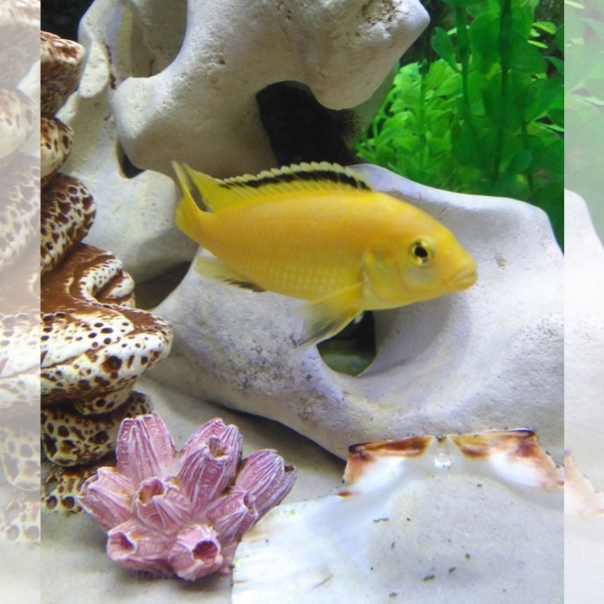 Кенийский камень