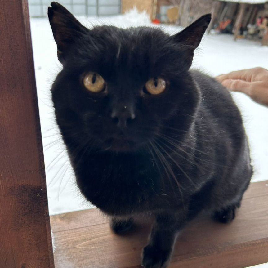 Взрослый кот в добрые руки