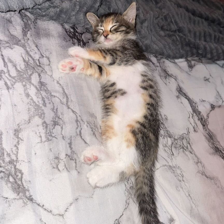 Котёнок в добрые руки