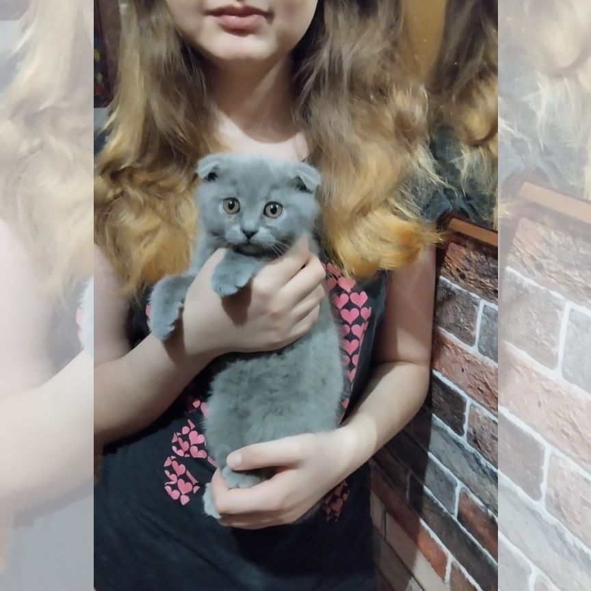 Шотландский вислоухий короткошёрстный котёнок