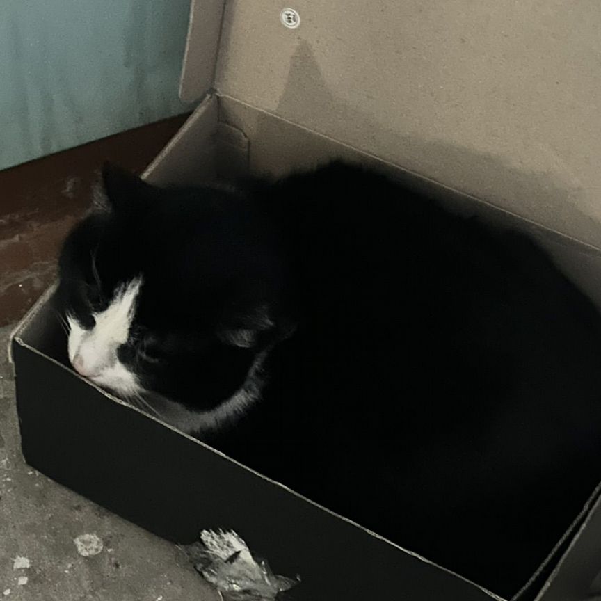 Кошка в добрые руки