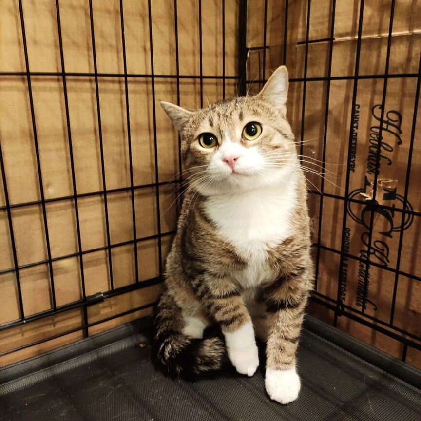 Бесплатно котик в добрые руки