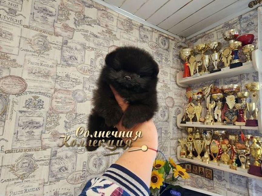 Мини девочка померанского шпица редкого черного ок