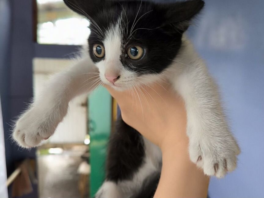 Отдам котика в добрые руки