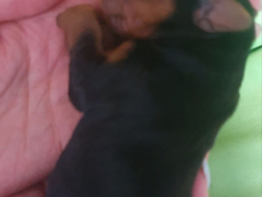 Продам щенков йорширского терьера