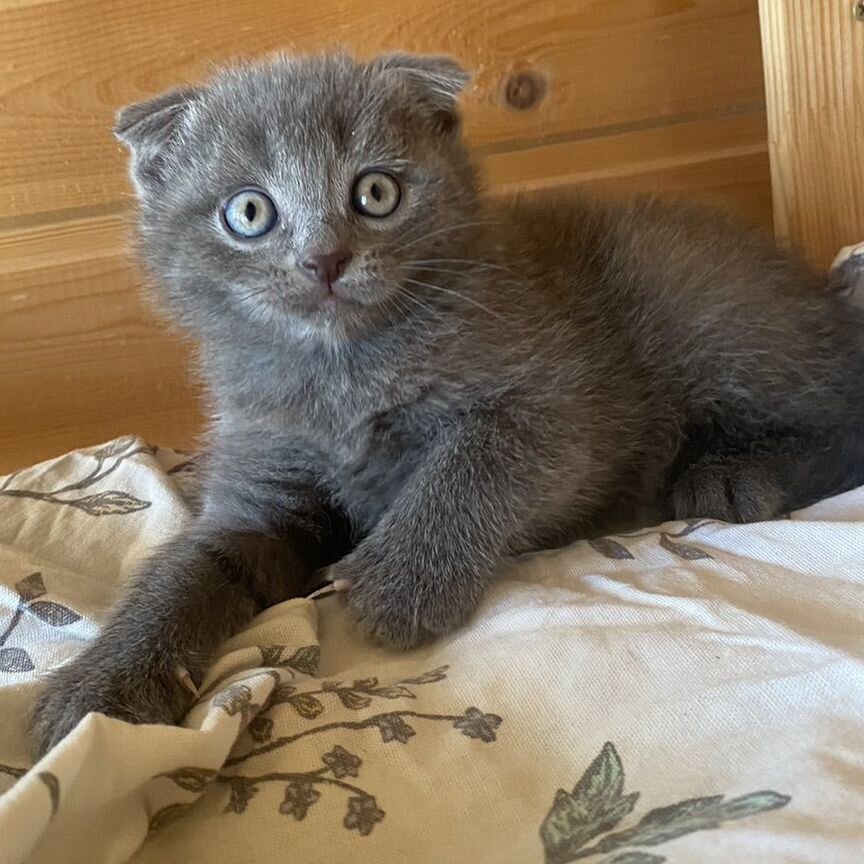 Шотландский вислоухий короткошёрстный котёнок