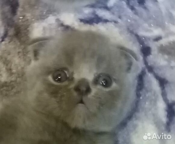 Плюшевое счастье
