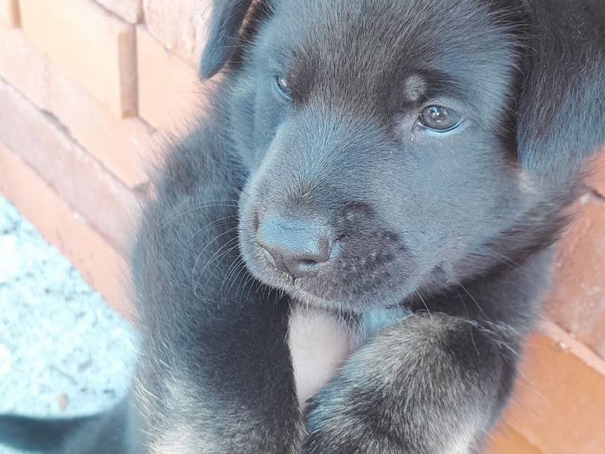 Щенок мальчик в добрые руки бесплатно