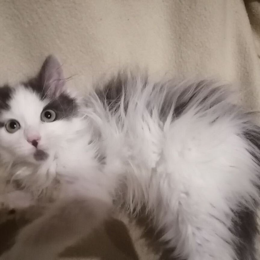 Пушистый котенок в добрые руки