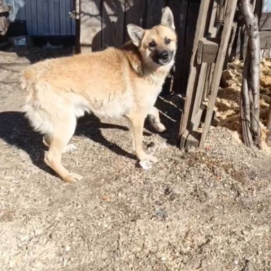 Собака в добрые руки