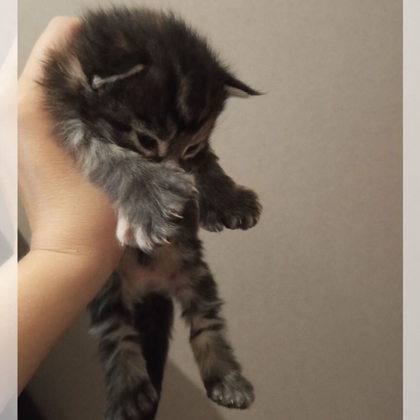 Мейн-кун котёнок