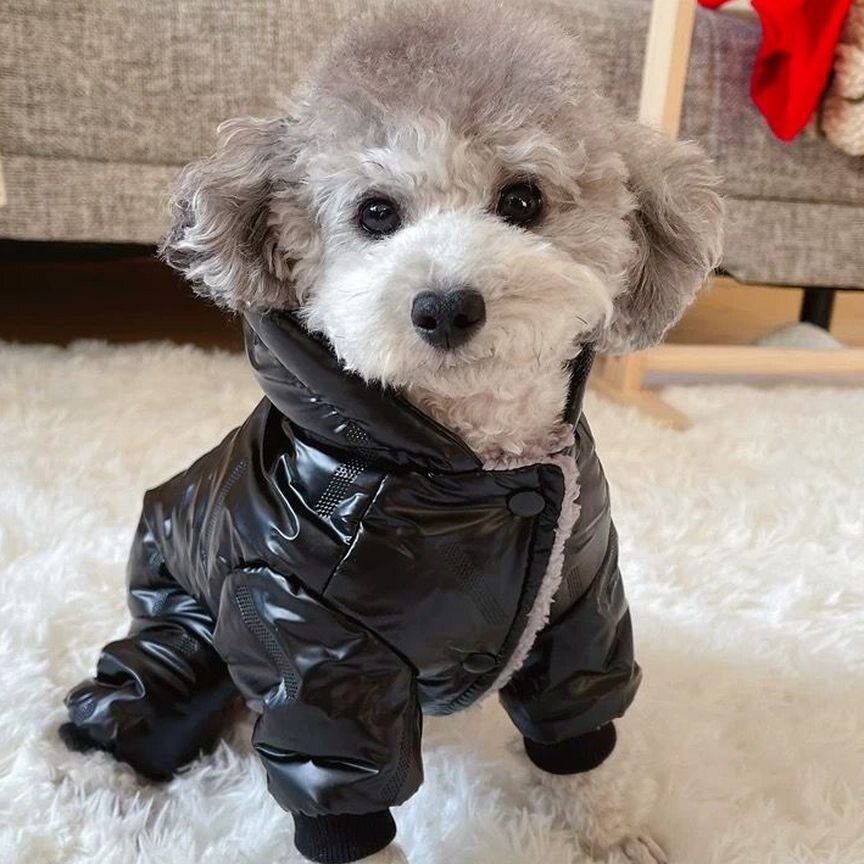 Утеплённый ветрозащитный комбинезон для собак