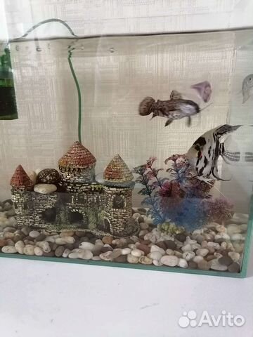 Аквариум с рыбками